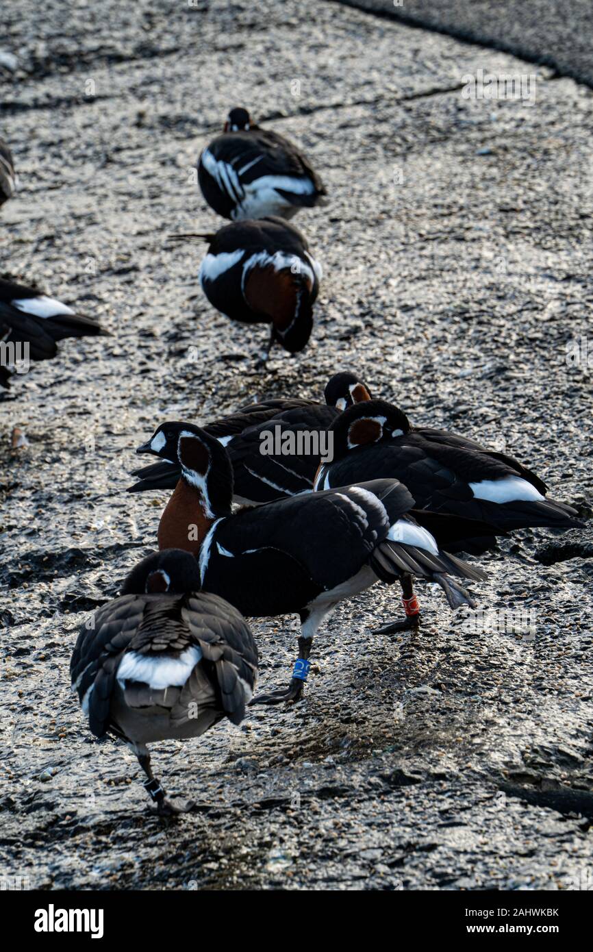 Red-breasted goose (Branta ruficollis Stock Photo - Alamy