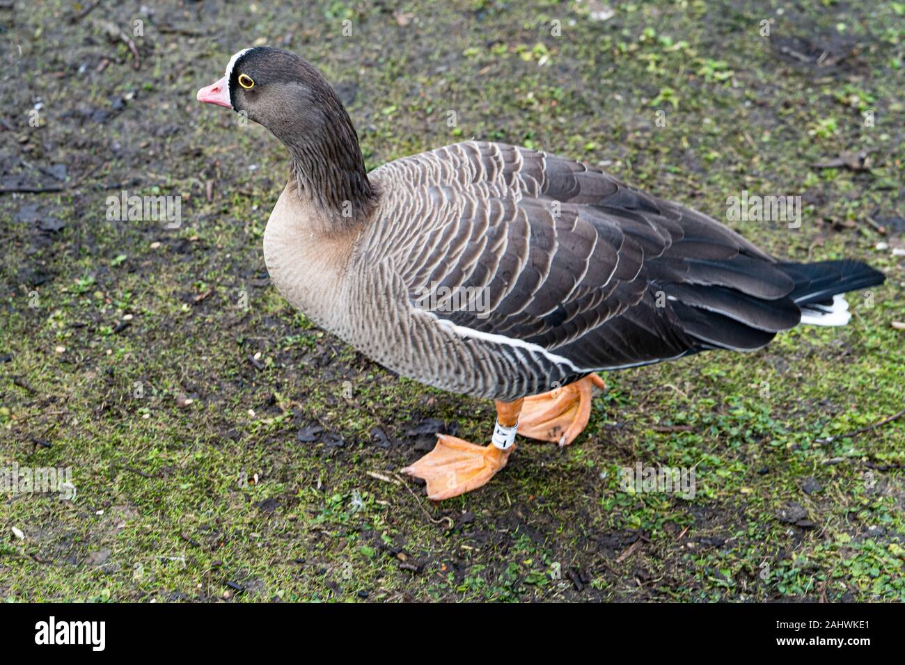 Lesser white-fronted goose walking Stock Photo - Alamy