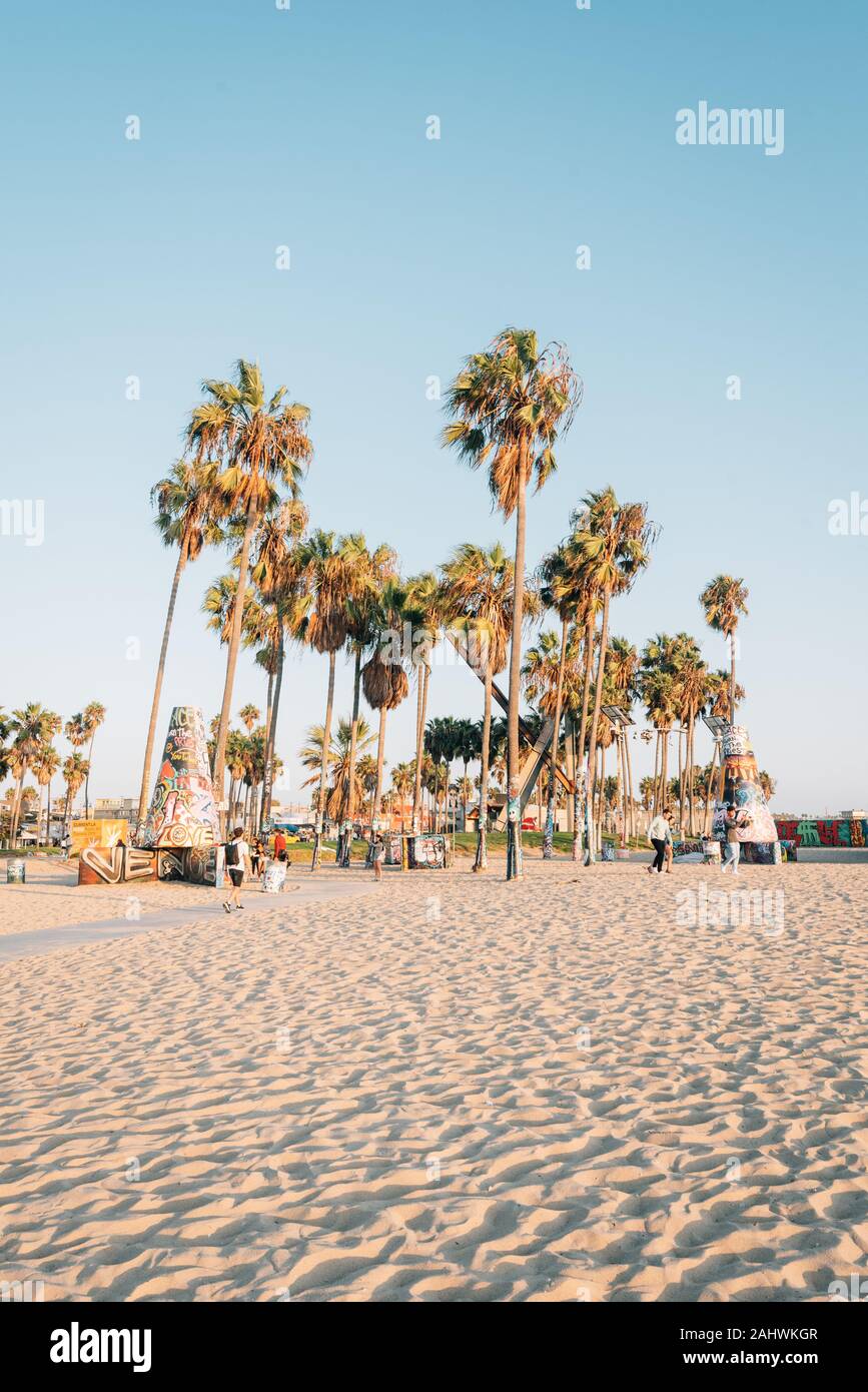Palm trees on the beach, in Venice Beach, Los Angeles, California Stock ...