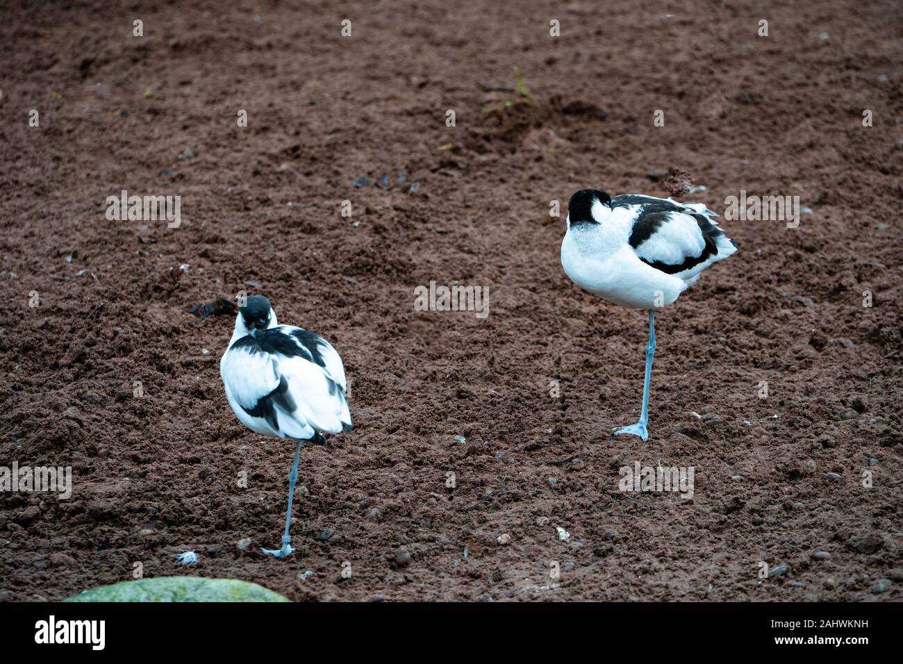 Avocet feeding uk hi-res stock photography and images - Alamy