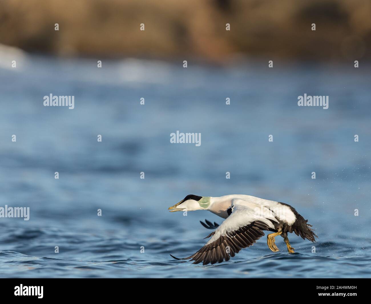 King eider flight hi-res stock photography and images - Alamy