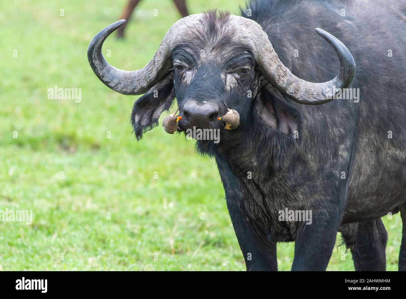 Bull Bull Bird High Resolution Stock Photography and Images - Alamy