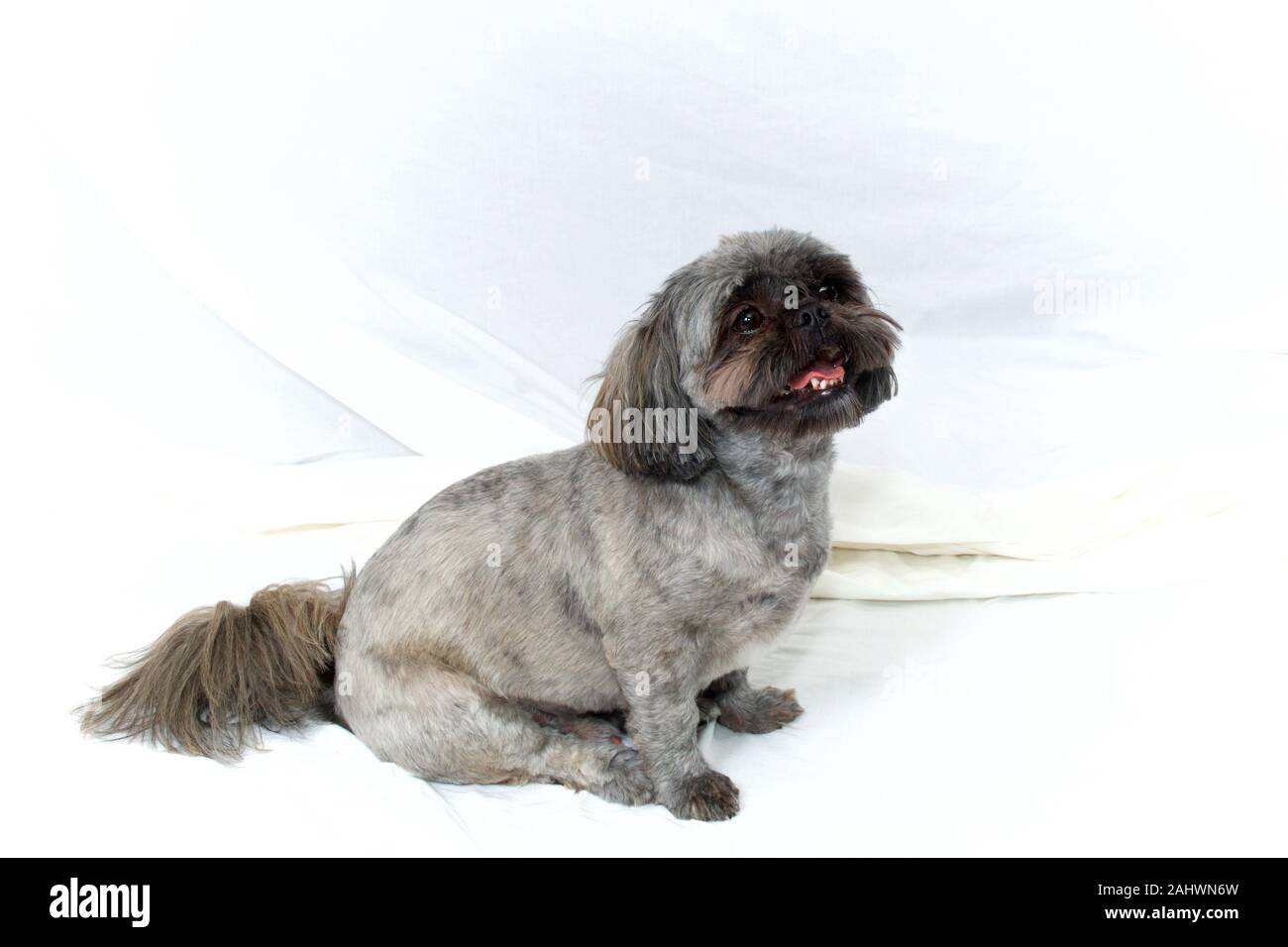 Side view shih tzu sitting hi-res stock photography and images - Alamy