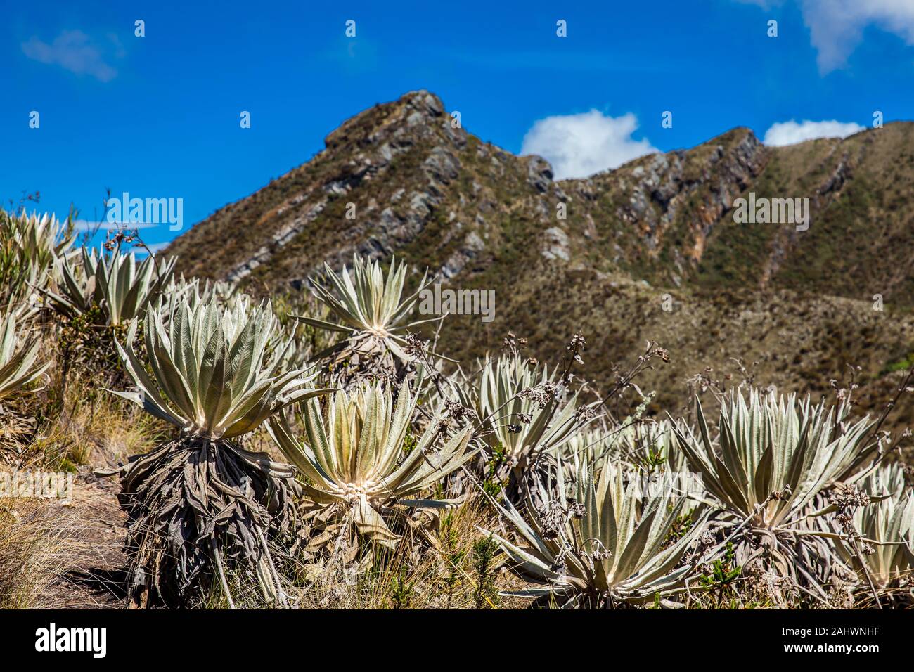 Beautiful landscape of Colombian Andean mountains showing paramo type ...