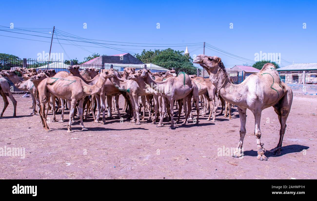 Hargeisa somaliland hi-res stock photography and images - Alamy