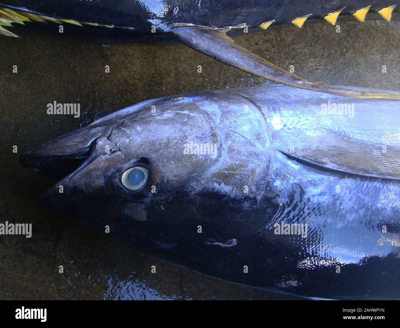 Freshly landed handline-caught Yellowfin tuna (Thunnus albacares), The ...