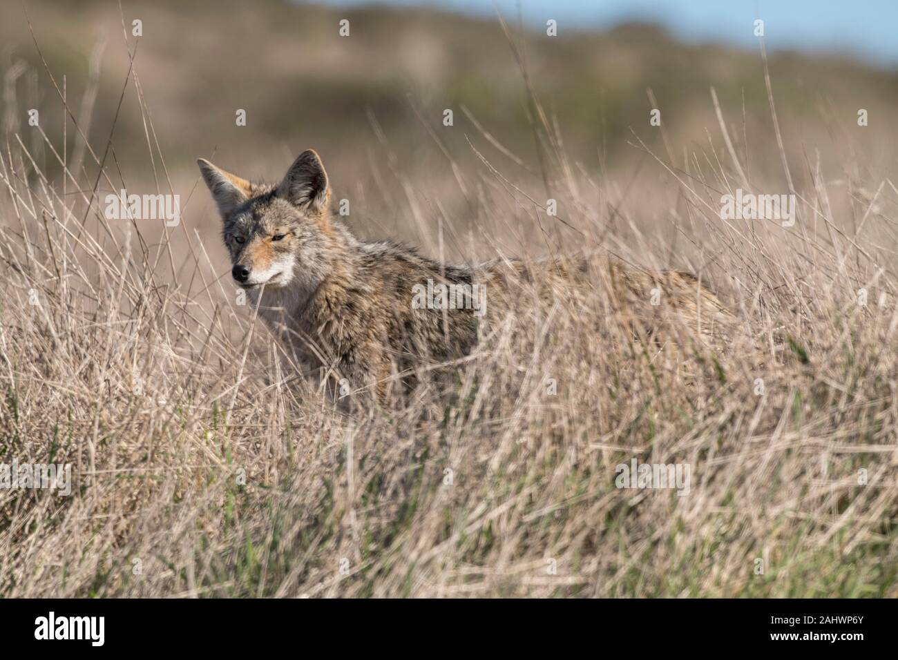 Coyote at Point Reyes National Seashore, California Stock Photo - Alamy