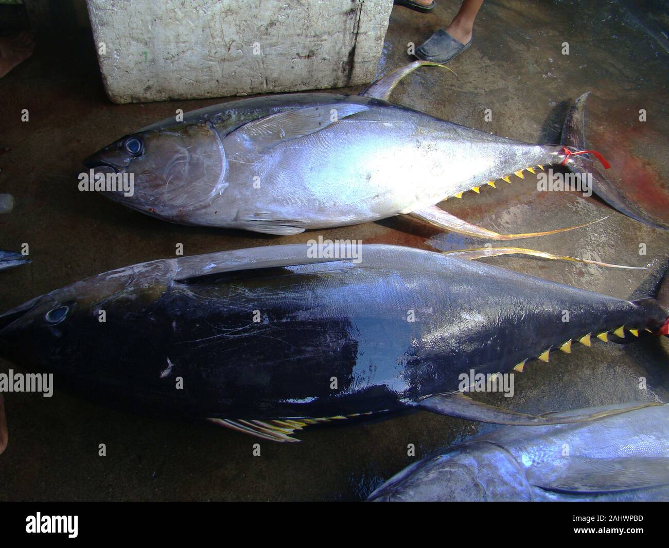 Freshly landed handline-caught Yellowfin tuna (Thunnus albacares), The ...