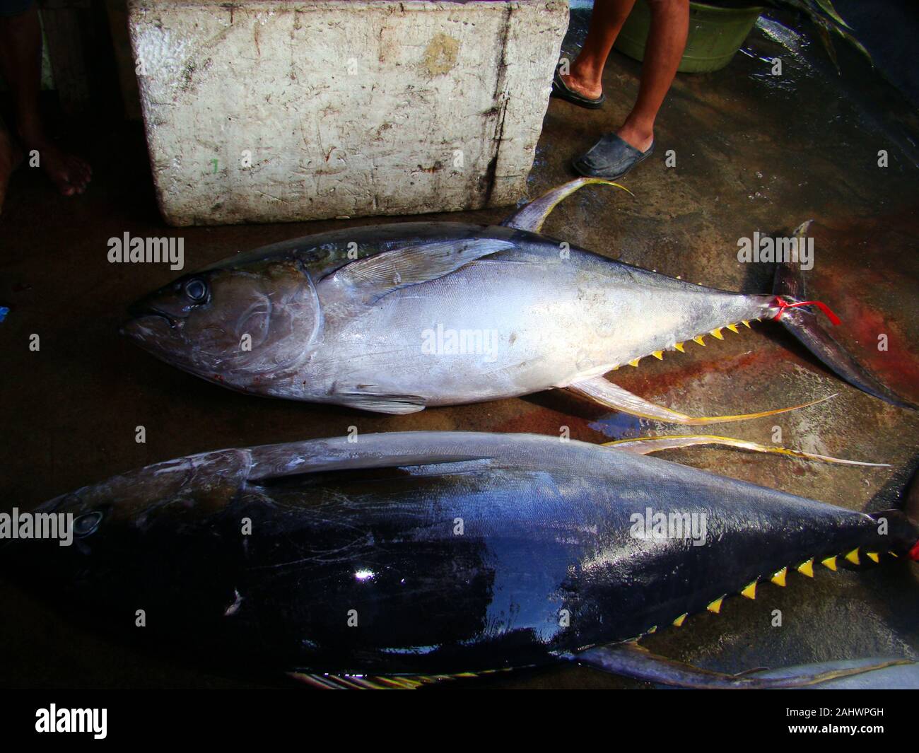 Freshly landed handline-caught Yellowfin tuna (Thunnus albacares), The ...