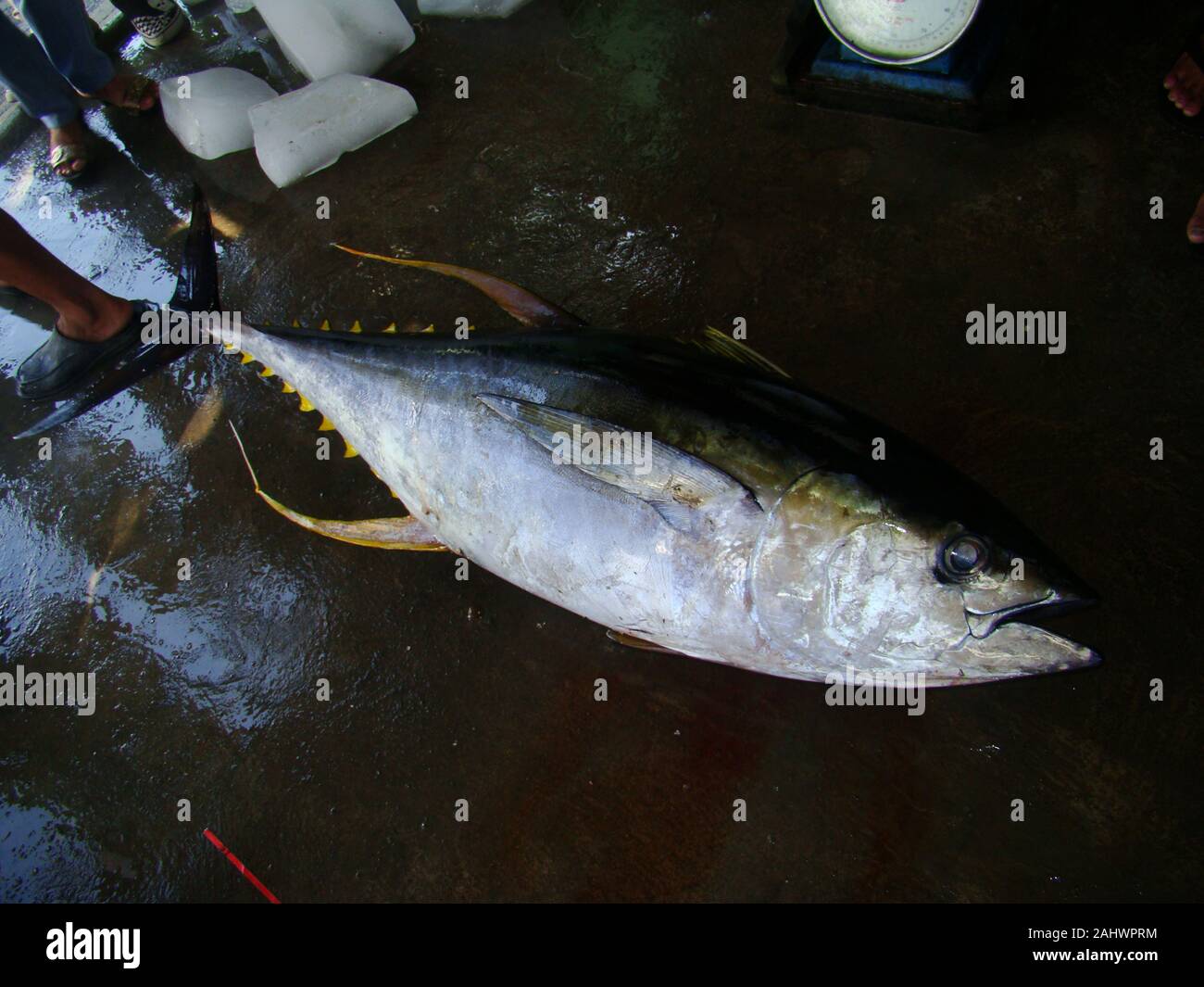 Freshly landed handline-caught Yellowfin tuna (Thunnus albacares), The ...