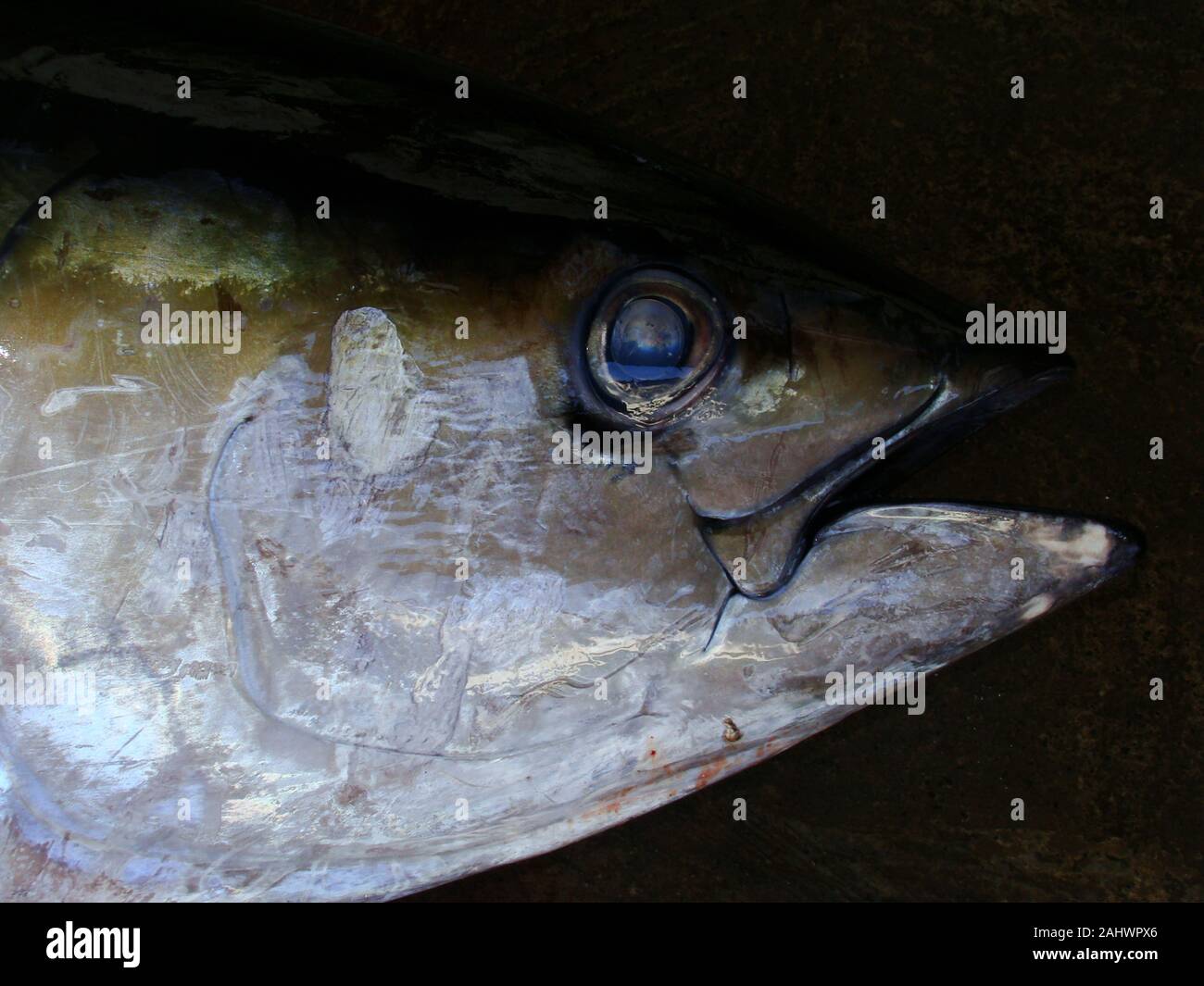 Freshly landed handline-caught Yellowfin tuna (Thunnus albacares), The ...