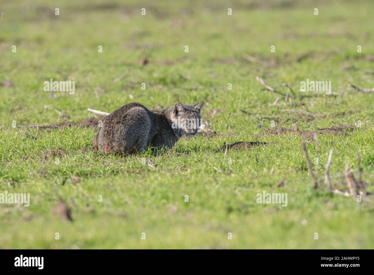 Wild Bobcat at Point Reyes, California Stock Photo - Alamy