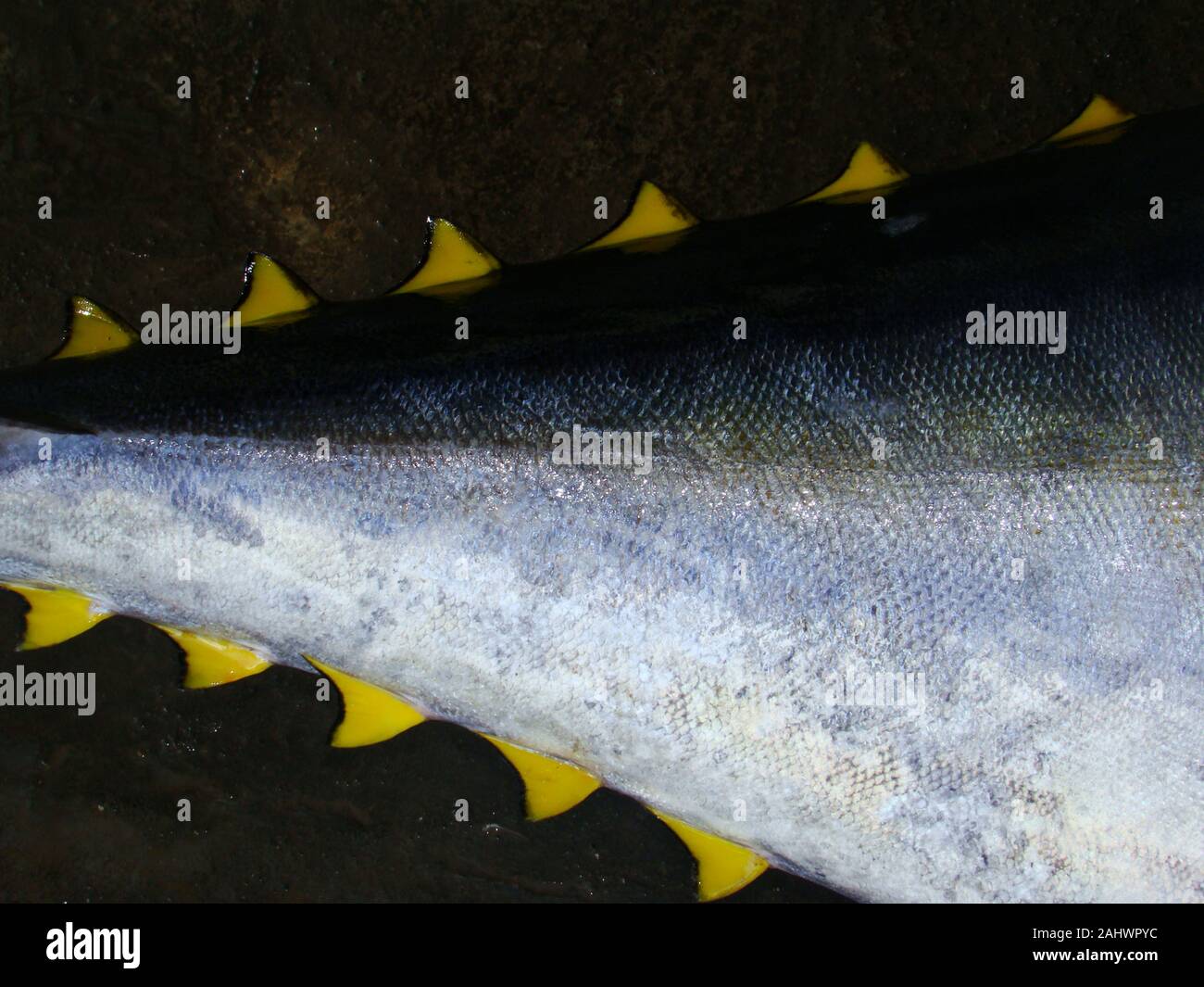 Freshly landed handline-caught Yellowfin tuna (Thunnus albacares), The ...