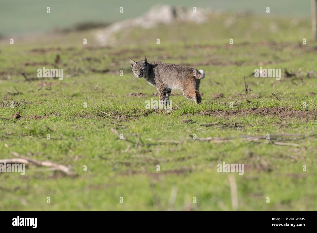 Wild Bobcat at Point Reyes, California Stock Photo - Alamy