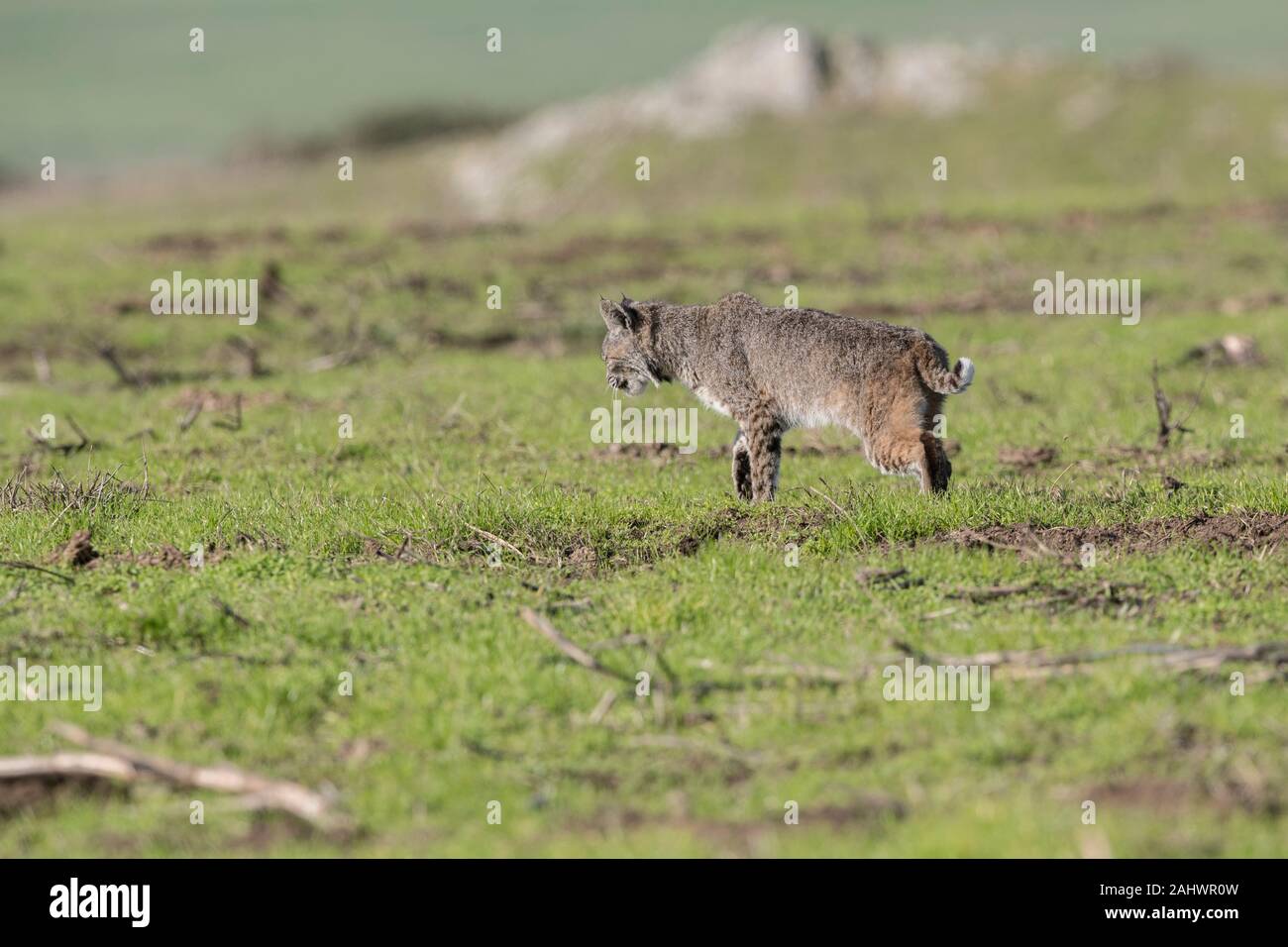 Wild Bobcat at Point Reyes, California Stock Photo - Alamy