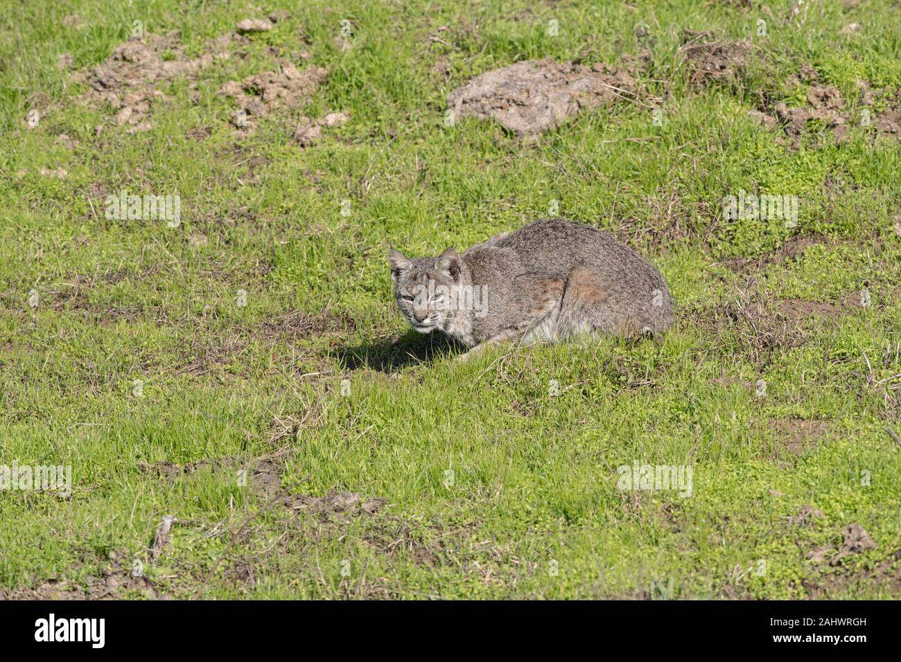 Wild Bobcat at Point Reyes, California Stock Photo - Alamy