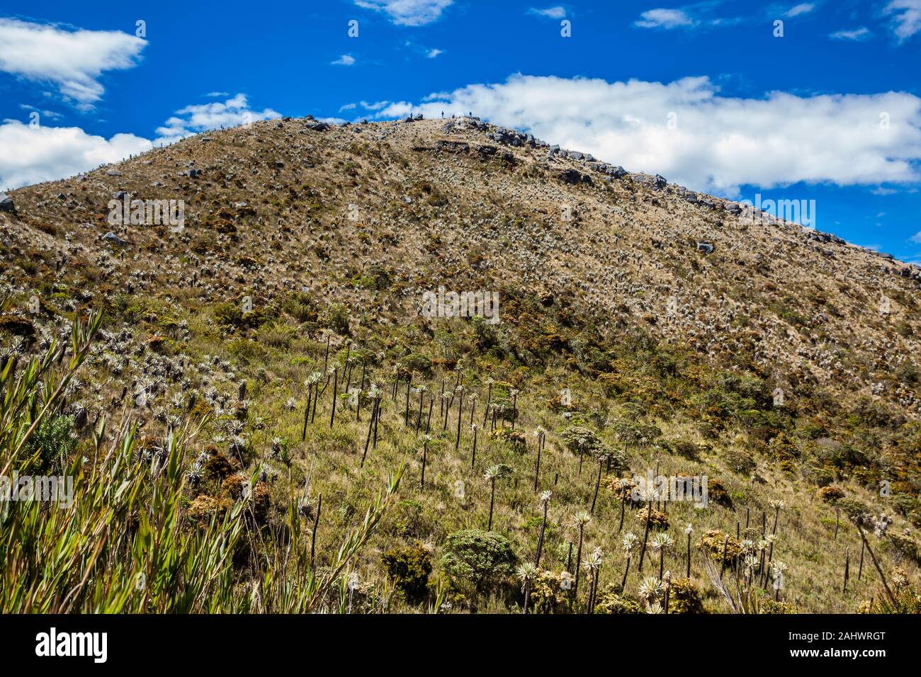 Beautiful landscape of Colombian Andean mountains showing paramo type ...