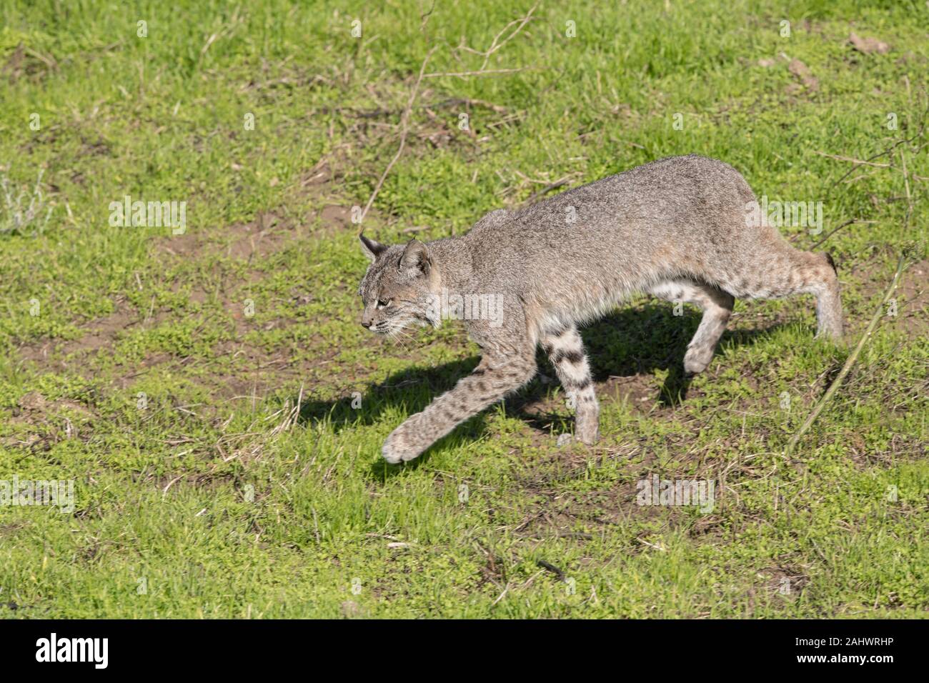 Wild Bobcat at Point Reyes, California Stock Photo - Alamy