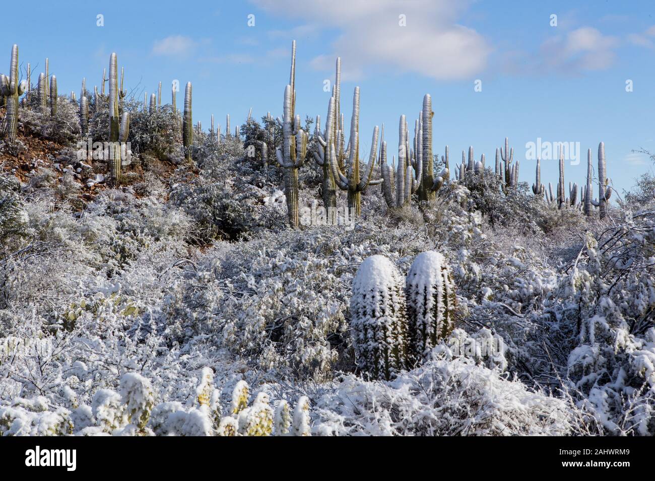 Sonoran desert saguaro snow hi-res stock photography and images - Alamy