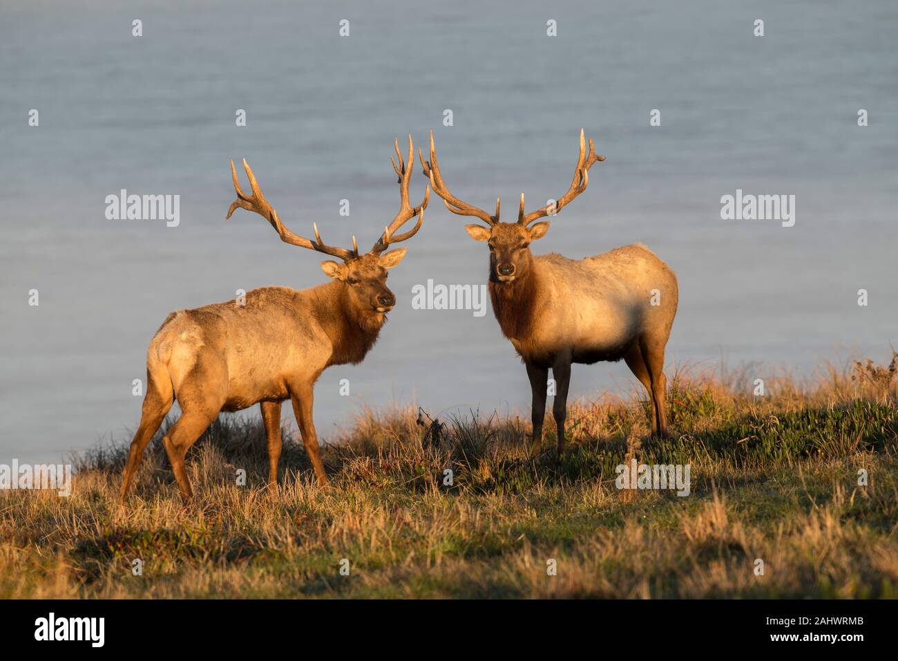Tule Elk at Point Reyes National Seashore Stock Photo - Alamy