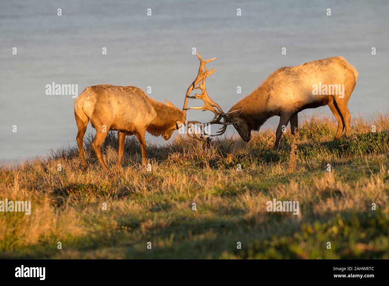 Tule bull elk breeding behavior hi-res stock photography and images - Alamy