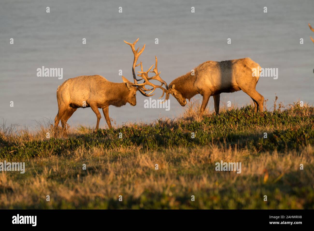 Tule Elk at Point Reyes National Seashore Stock Photo - Alamy
