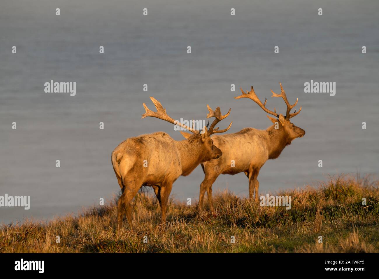 Tule Elk at Point Reyes National Seashore Stock Photo - Alamy
