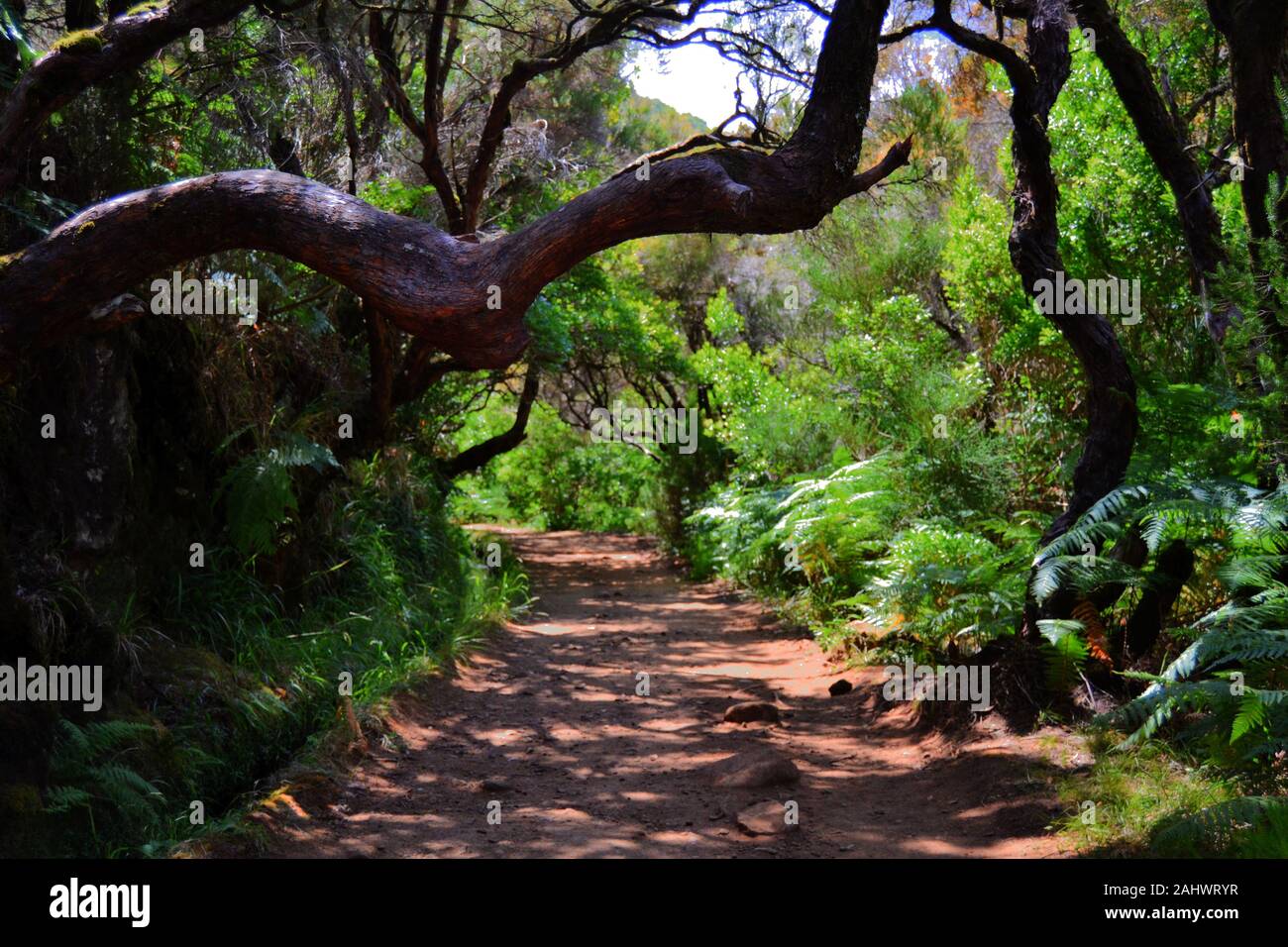 Walk along a path of a green forest passing under a twisted trunk of a ...