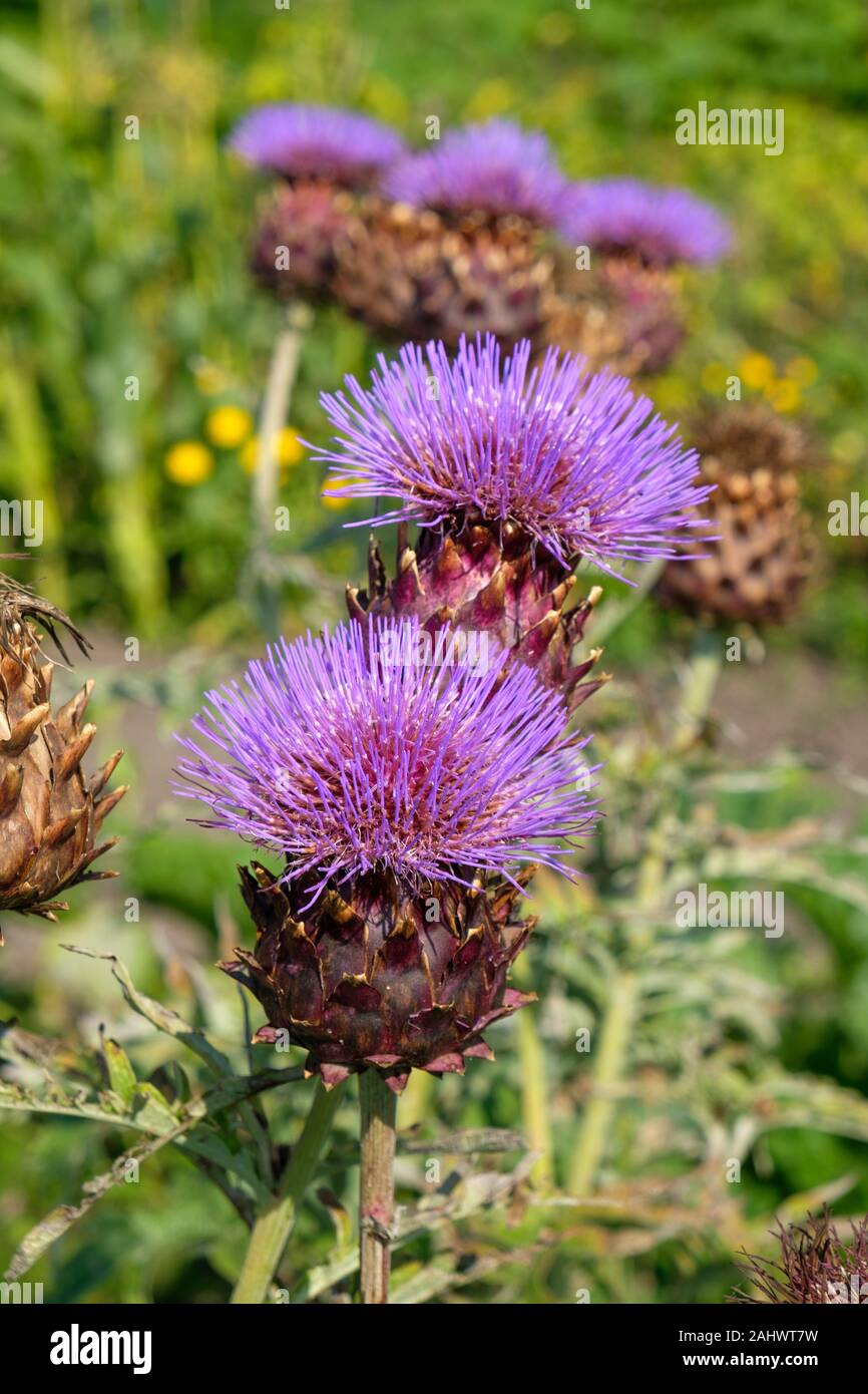 Flowers of Cardoon (Cynara cardunculus), also called the artichoke ...
