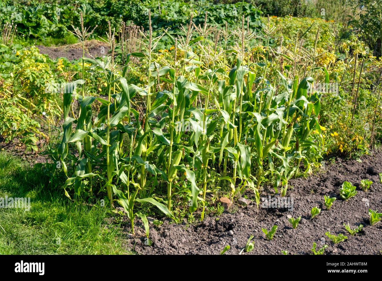 Sweetcorn growing garden hi-res stock photography and images - Alamy