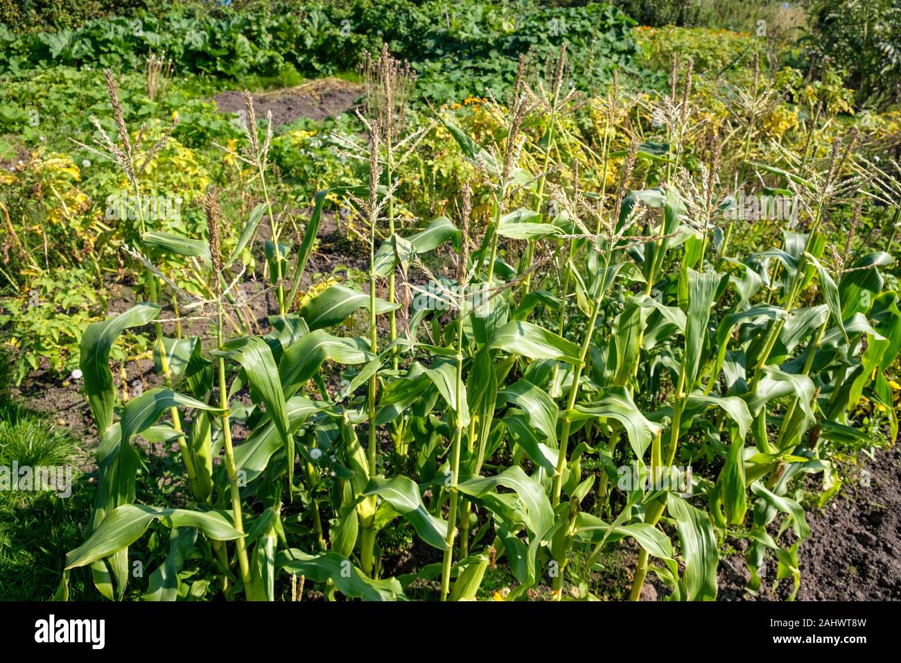 Sweetcorn growing garden hi-res stock photography and images - Alamy