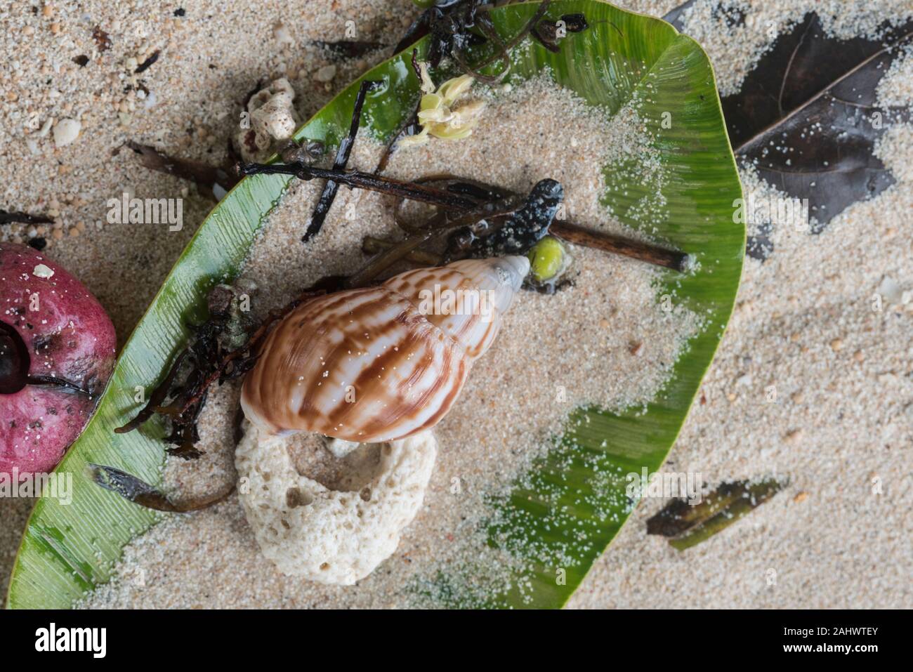 Shell of the African land snail (Achatinidae) and invasive species on ...