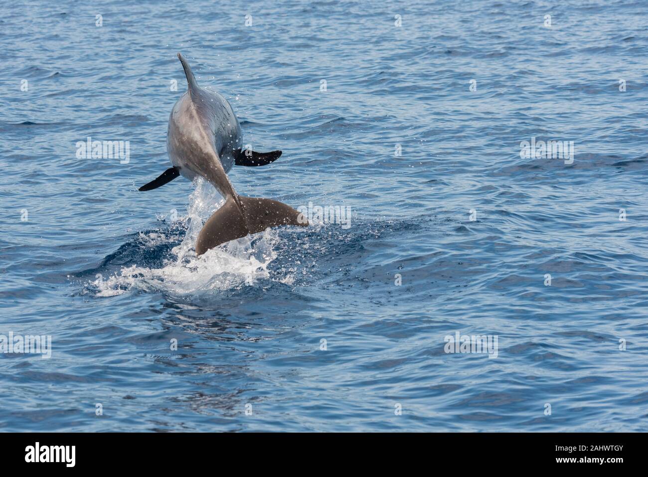 Jumping Bottle-nosed Dolphin (Tursiops sp Stock Photo - Alamy