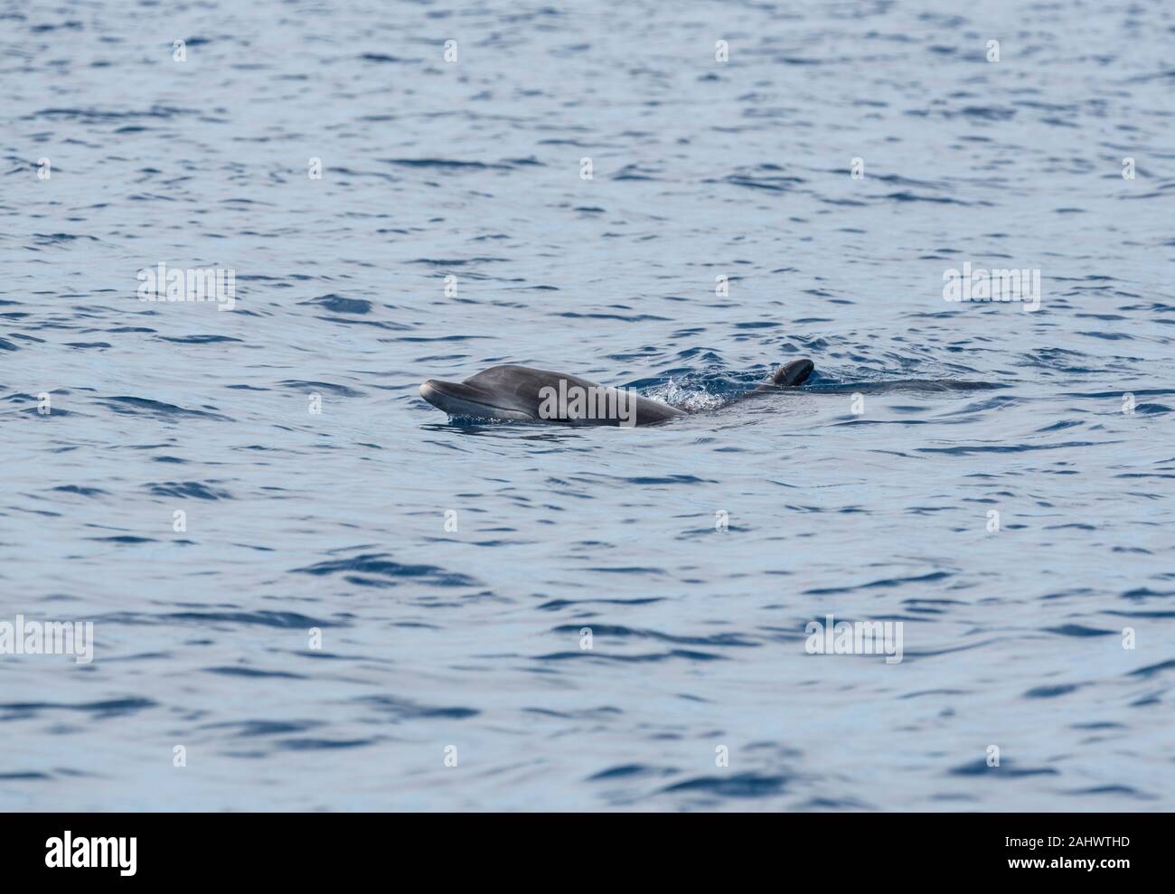 Bottle-nosed Dolphin (Tursiops sp Stock Photo - Alamy