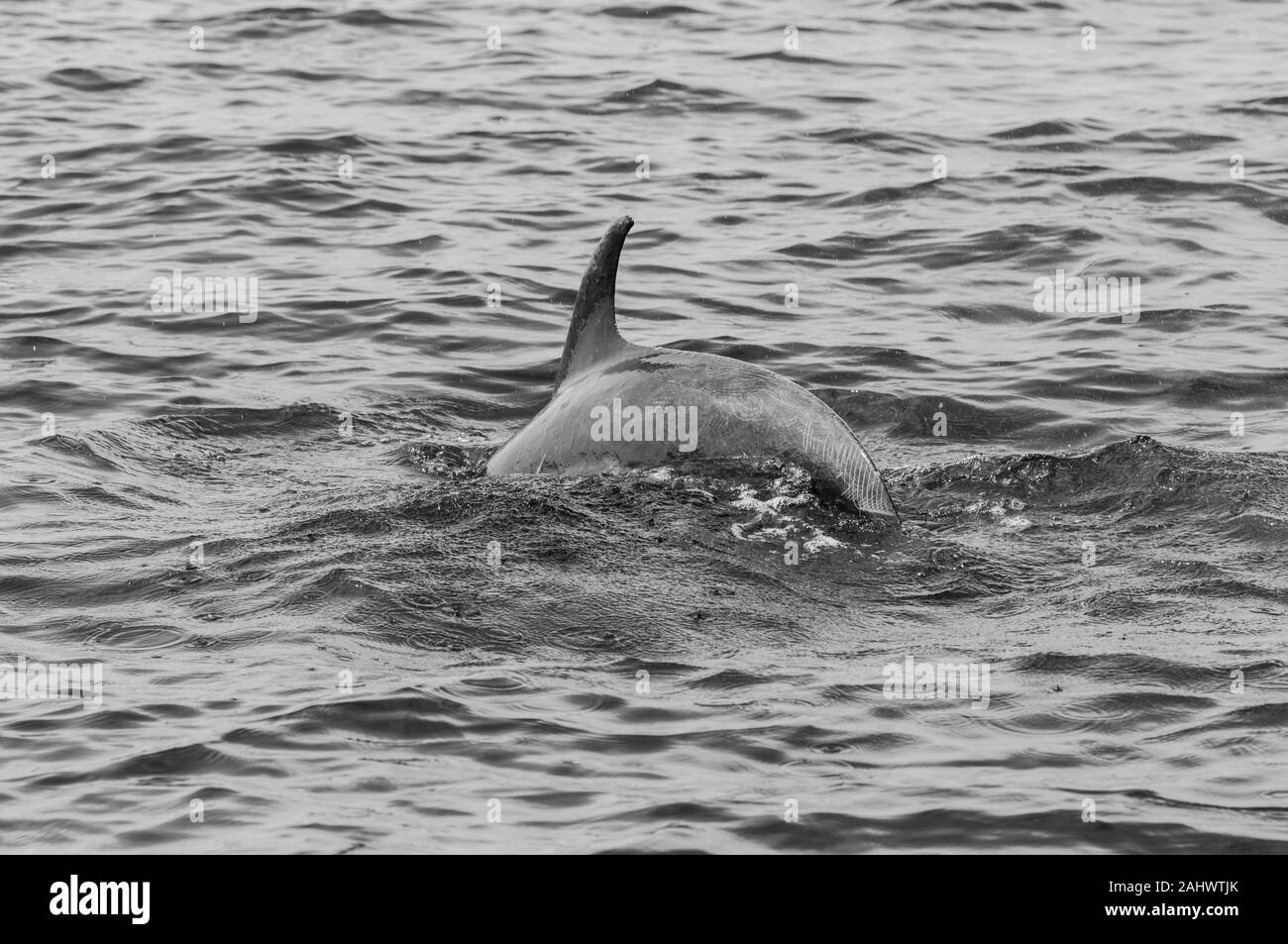 One dolphin Black and White Stock Photos & Images - Alamy