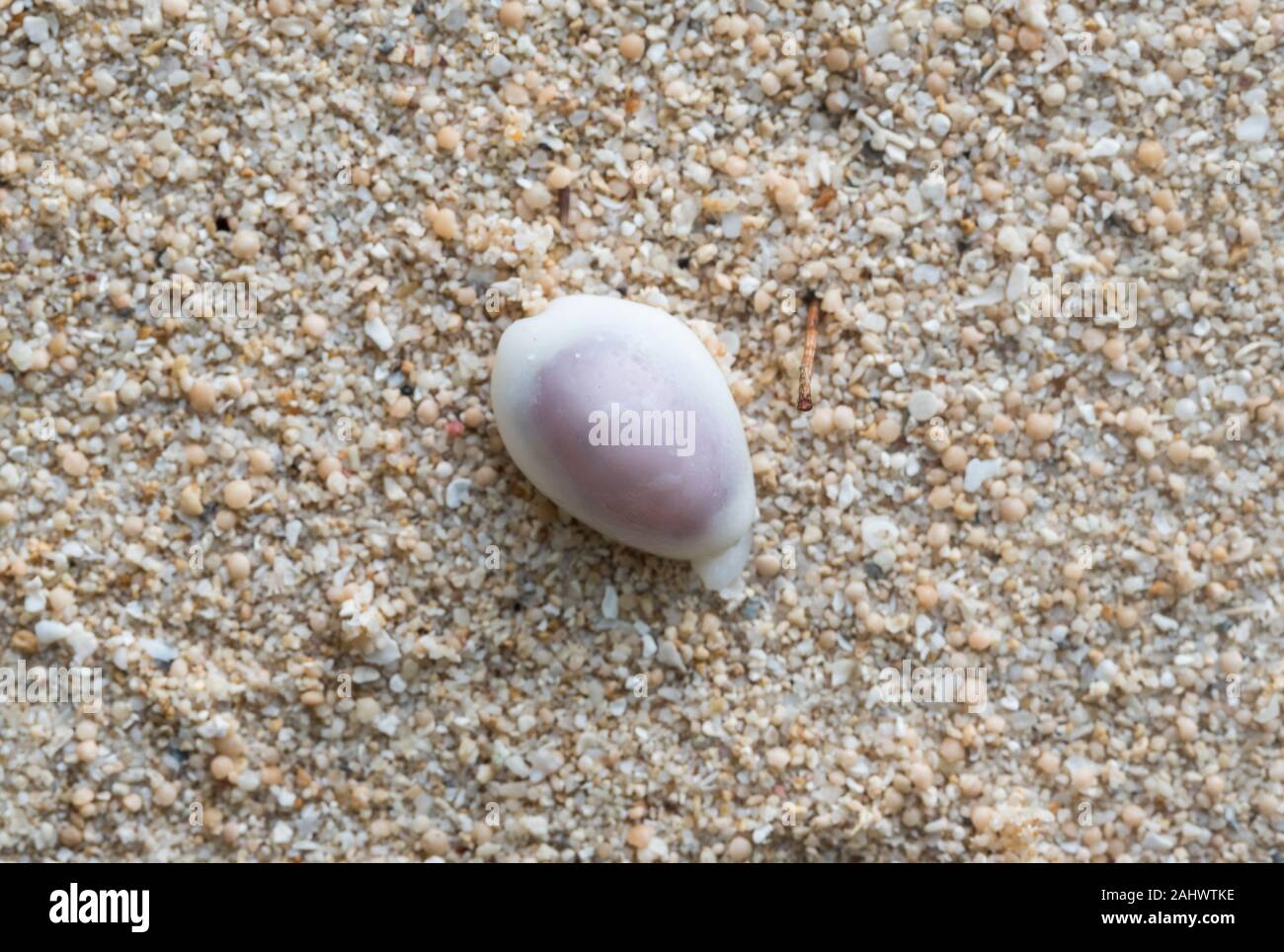 Purple form of the Ring Cowrie (Cypraea annulus Stock Photo - Alamy