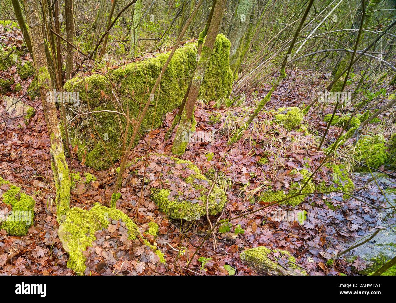 Intimate landscape of moss covered rocks and trees in the Beacon Wood ...
