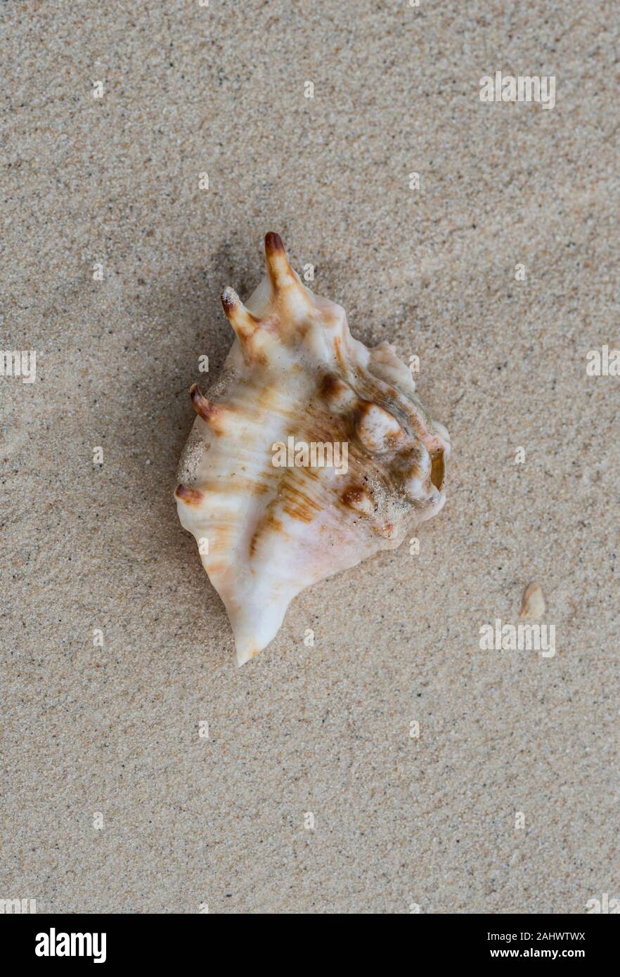 Shell of a Spider Conch (Lambis sp Stock Photo - Alamy