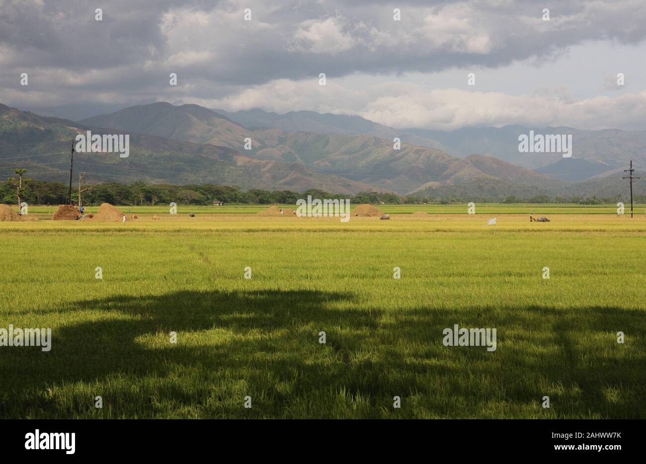 Rice fields in the fertile plains of Mindoro island, The Philippines ...
