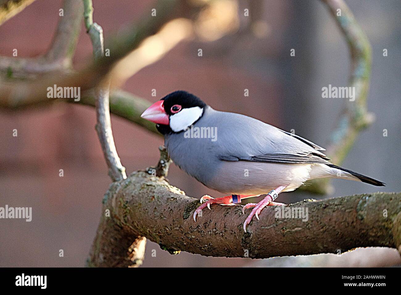 Chester Zoo Bird High Resolution Stock Photography and Images - Alamy