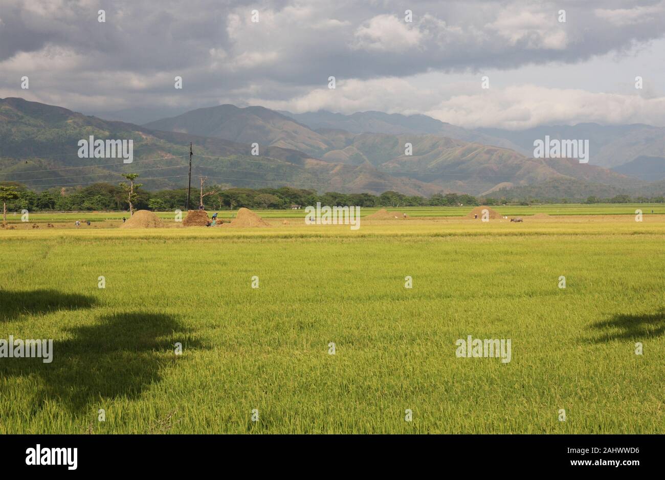 Rice fields in the fertile plains of Mindoro island, The Philippines ...