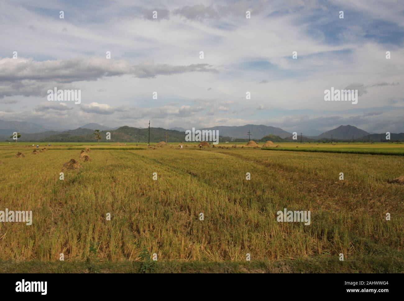 Rice fields in the fertile plains of Mindoro island, The Philippines ...