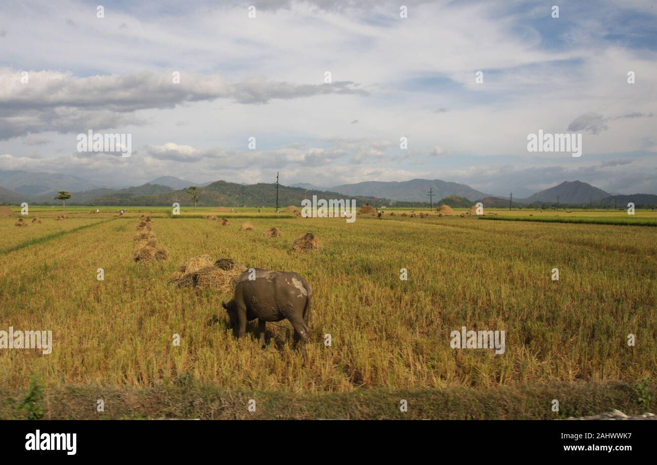 Rice fields in the fertile plains of Mindoro island, The Philippines ...
