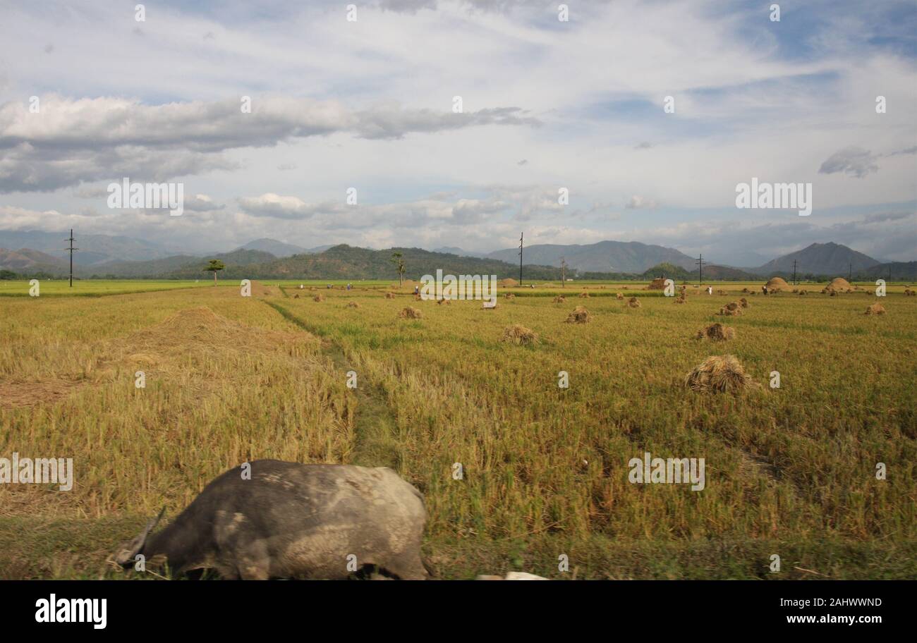 Rice fields in the fertile plains of Mindoro island, The Philippines ...