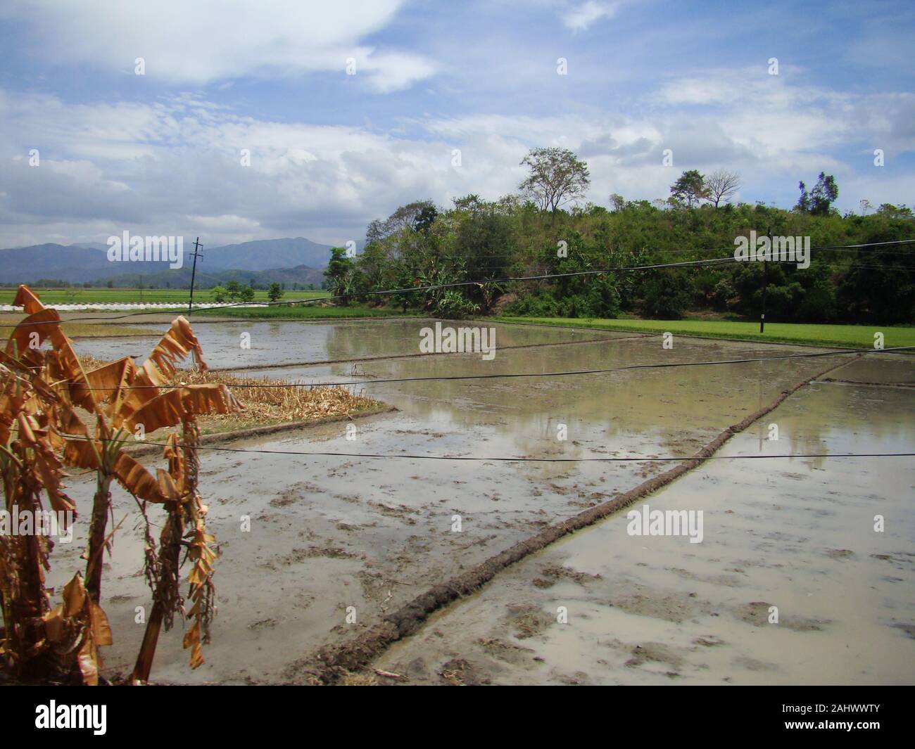 Rice fields in the fertile plains of Mindoro island, The Philippines ...