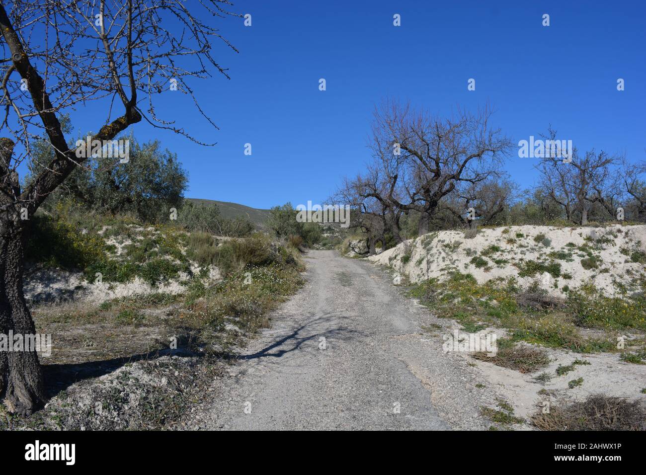 Rural road in on a terraced hillside with wildflowers, olive and almond ...