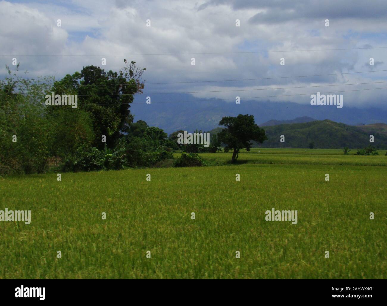 Rice fields in the fertile plains of Mindoro island, The Philippines ...