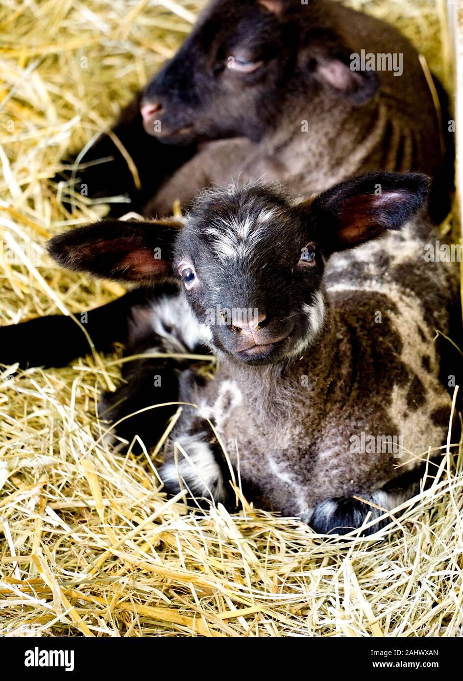 Black lamb lying on straw Stock Photo - Alamy