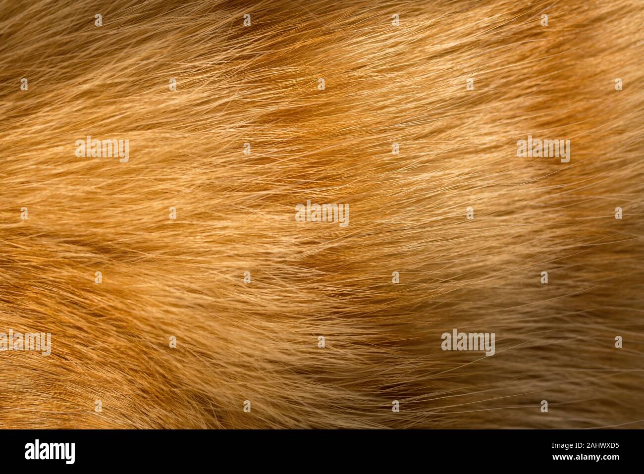 Fur of tabby cat hi-res stock photography and images - Alamy