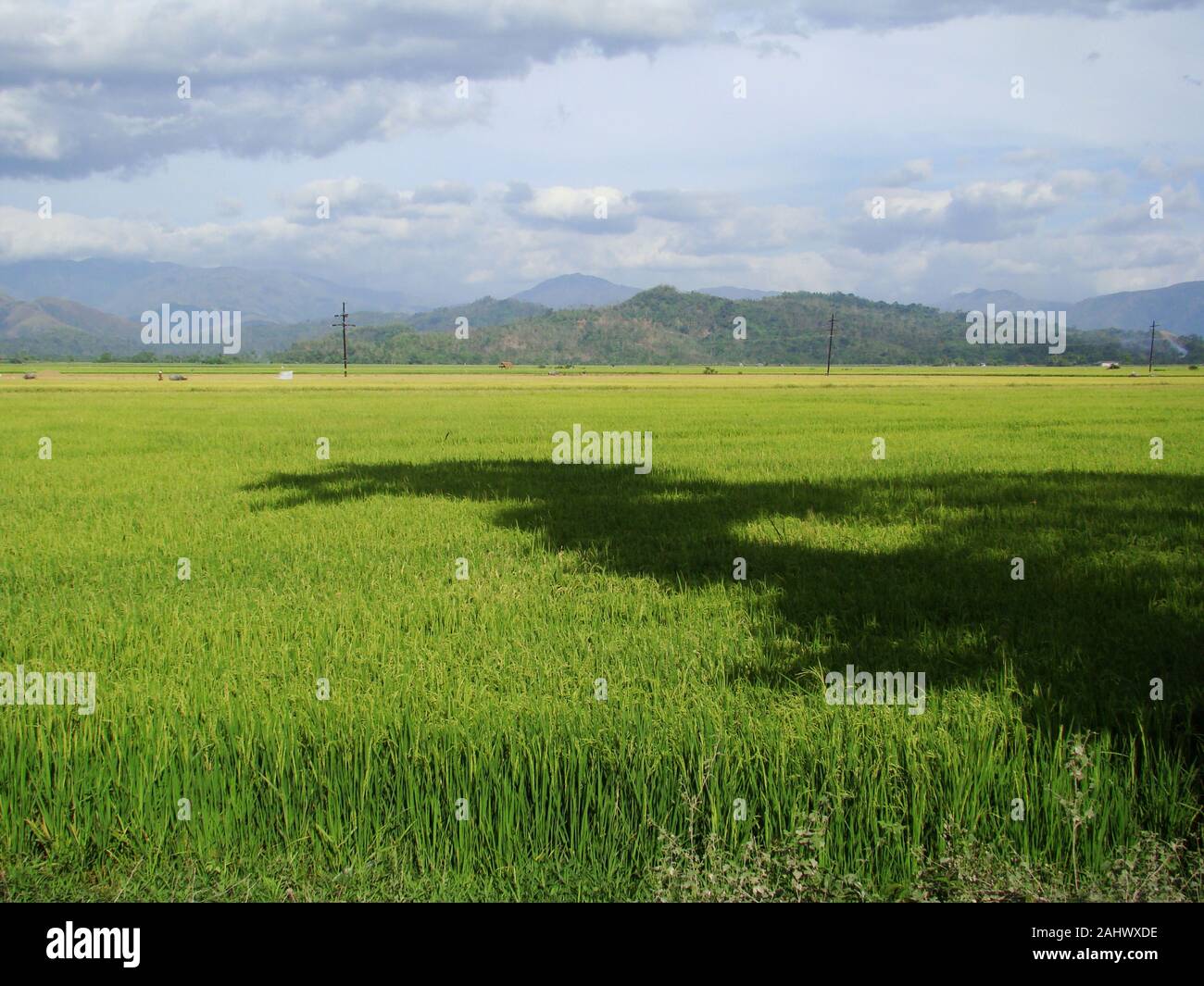 Rice fields in the fertile plains of Mindoro island, The Philippines ...